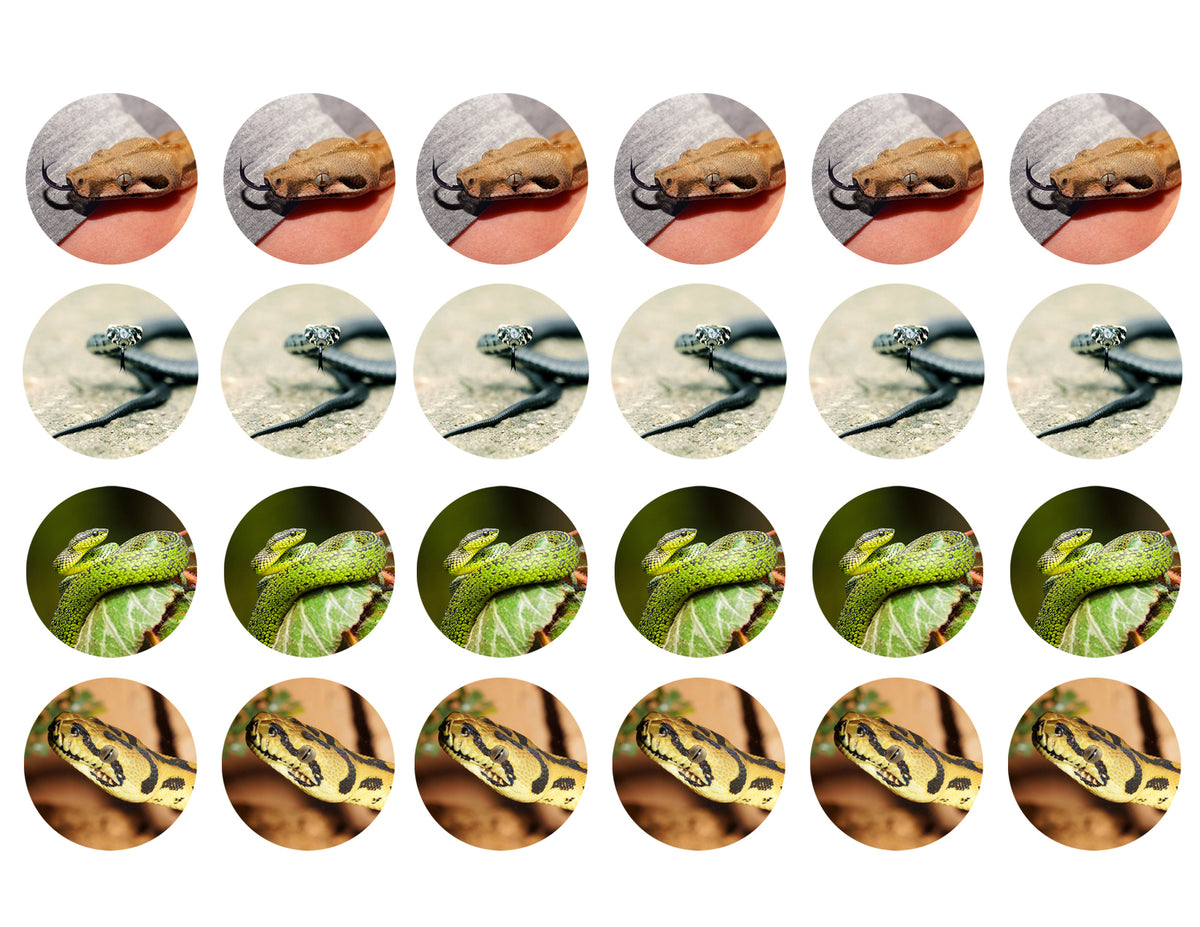 Assorted Snakes Edible Cupcake Topper Images ABPID49714 – A Birthday Place