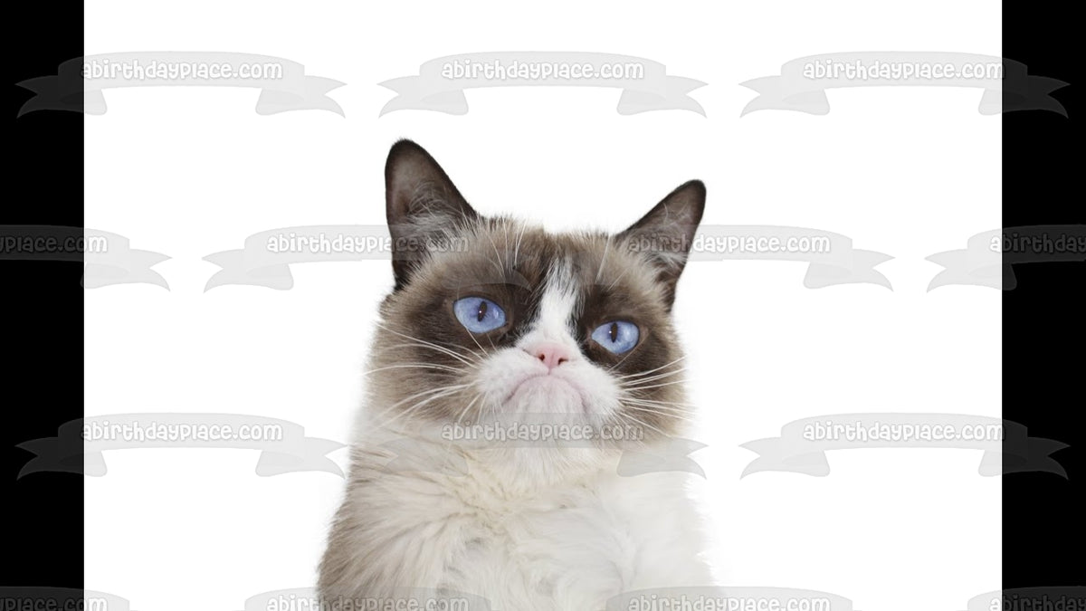 Grumpy Cat Transparent Background