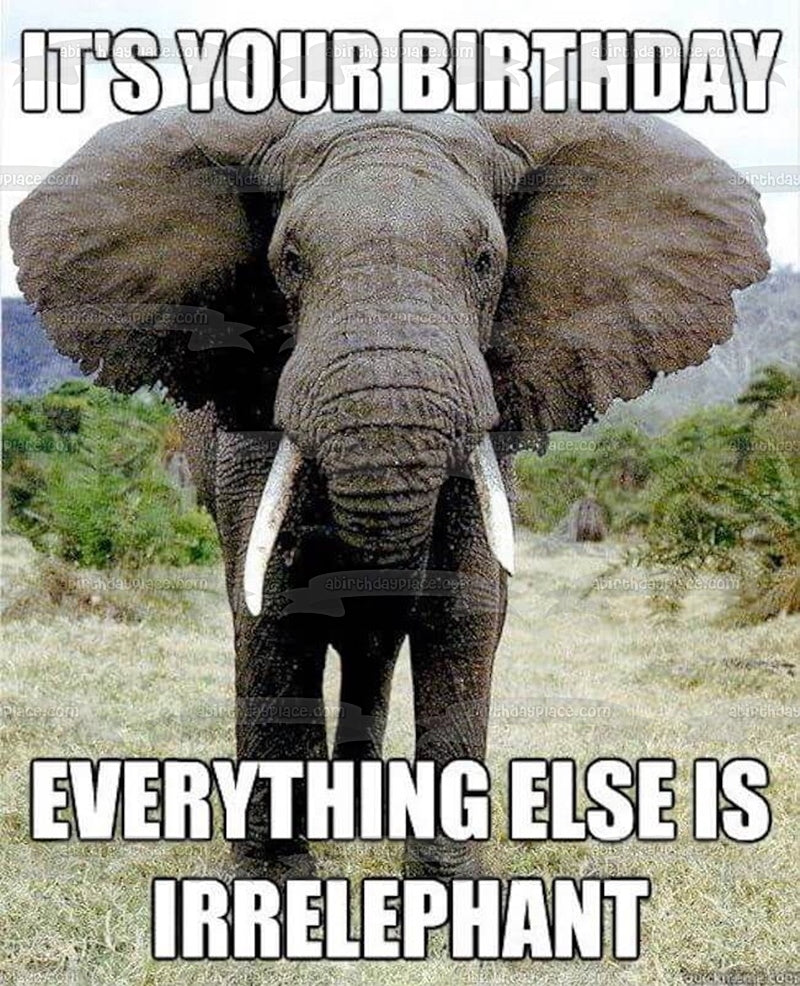 Funny Elephant Meme